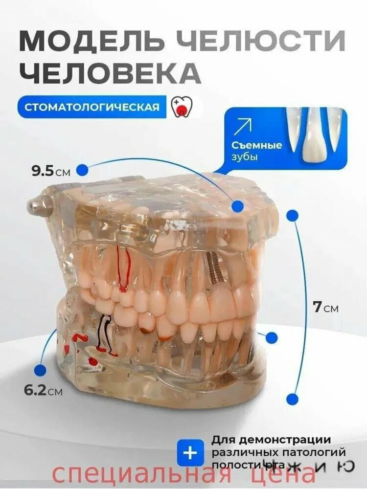 Стоматологическая модель челюсти человека Corpo dente, 32 зуба