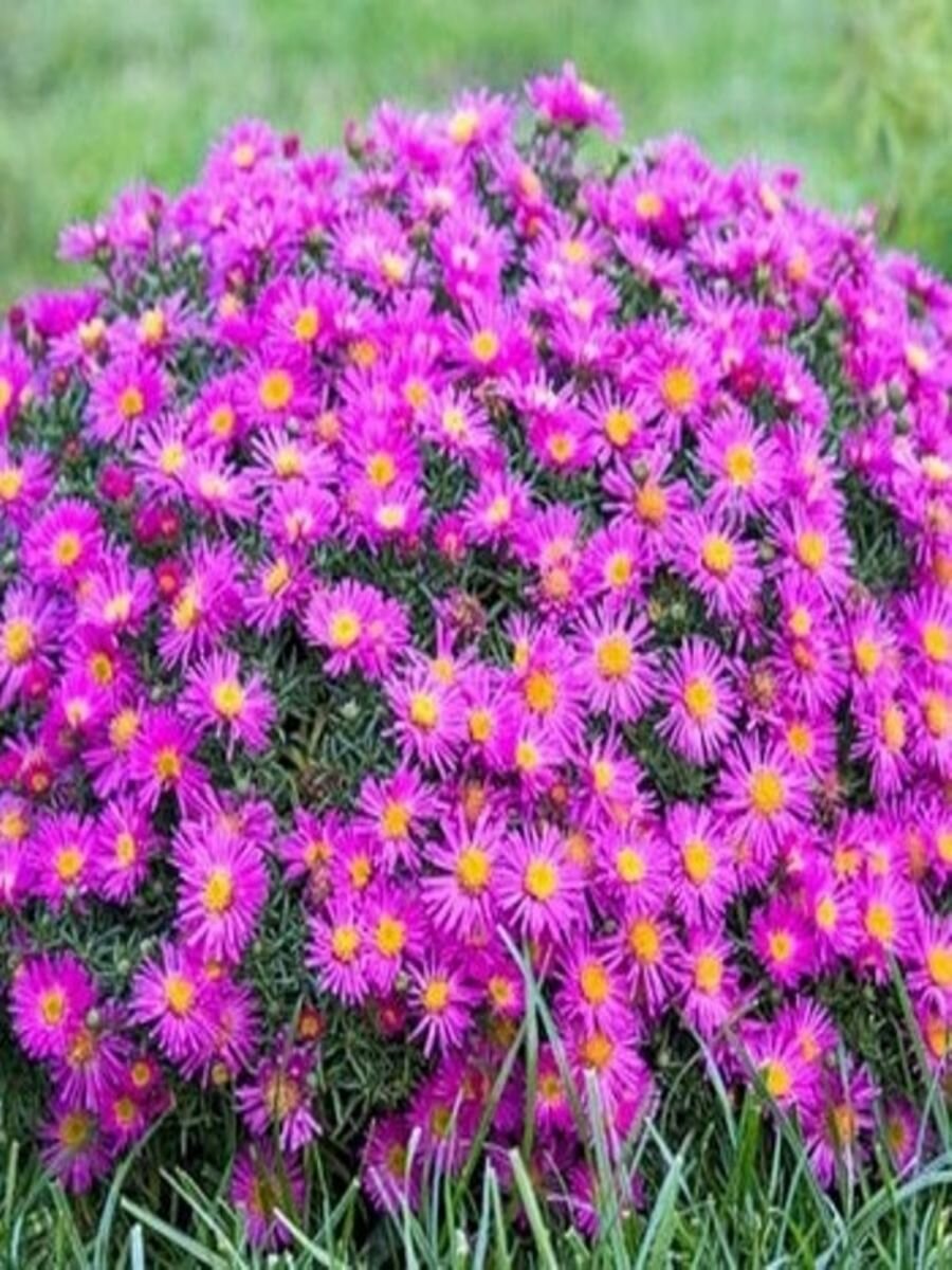 Астра Holland Bulb Market "Альпийская Пинк", многолетняя, 25 см, высота, цветение в мае, 1 шт