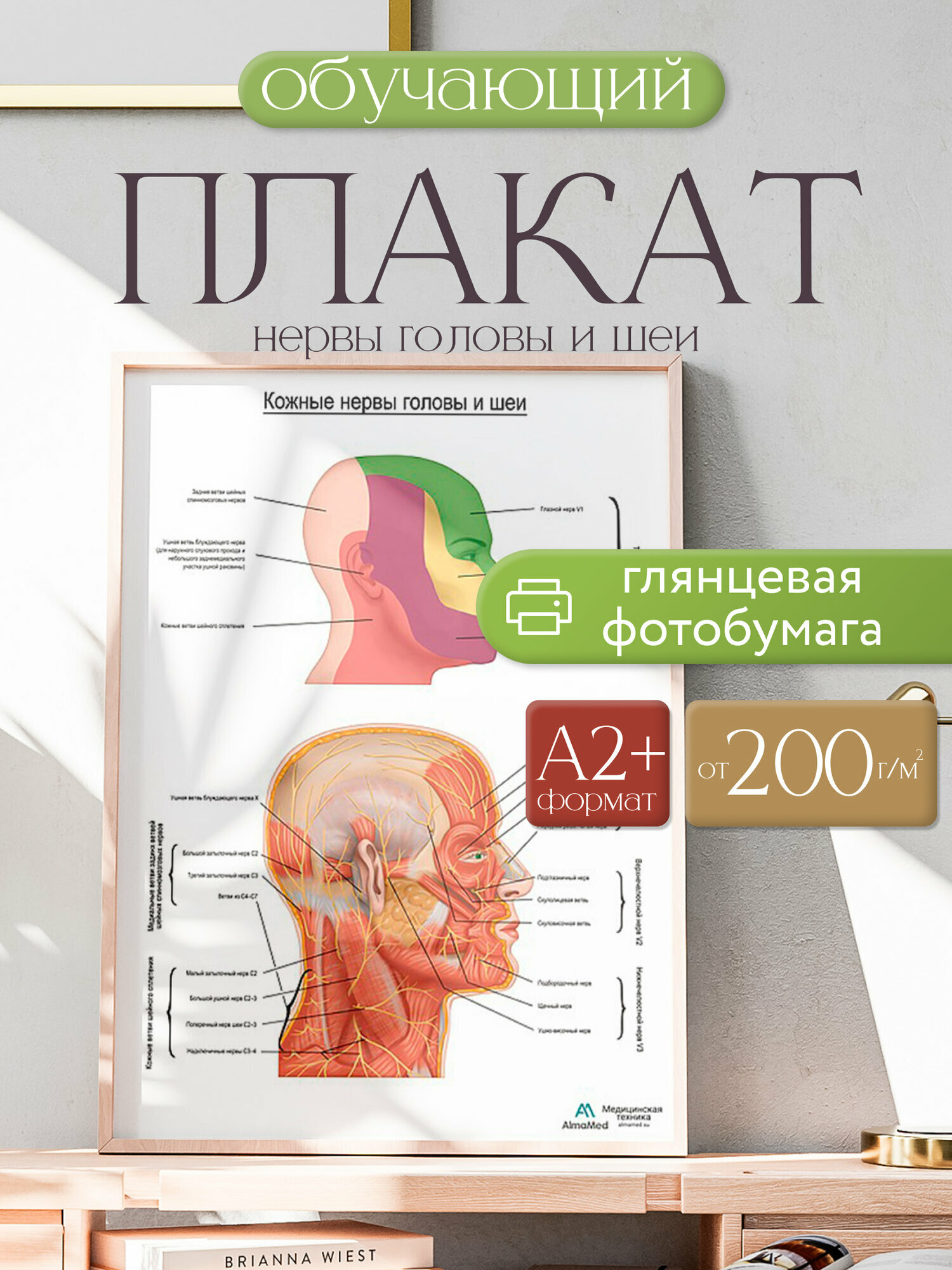 Плакат "Нервы головы", формат А2+, глянцевая фотобумага, 200г/м2