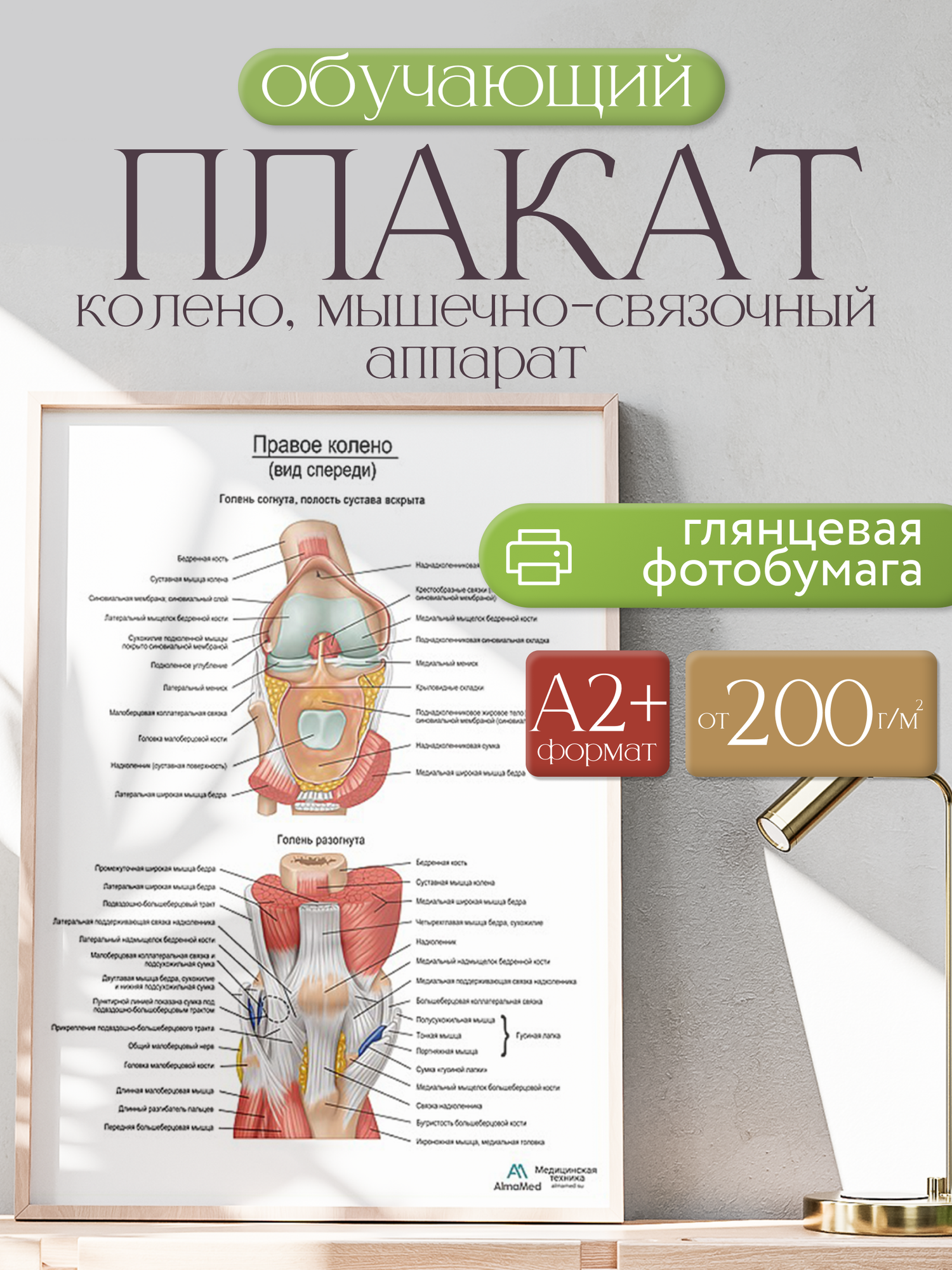Обучающий плакат "Колено, мышечно-связочный аппарат", размер А2+, глянцевая фотобумага от 200г/м2