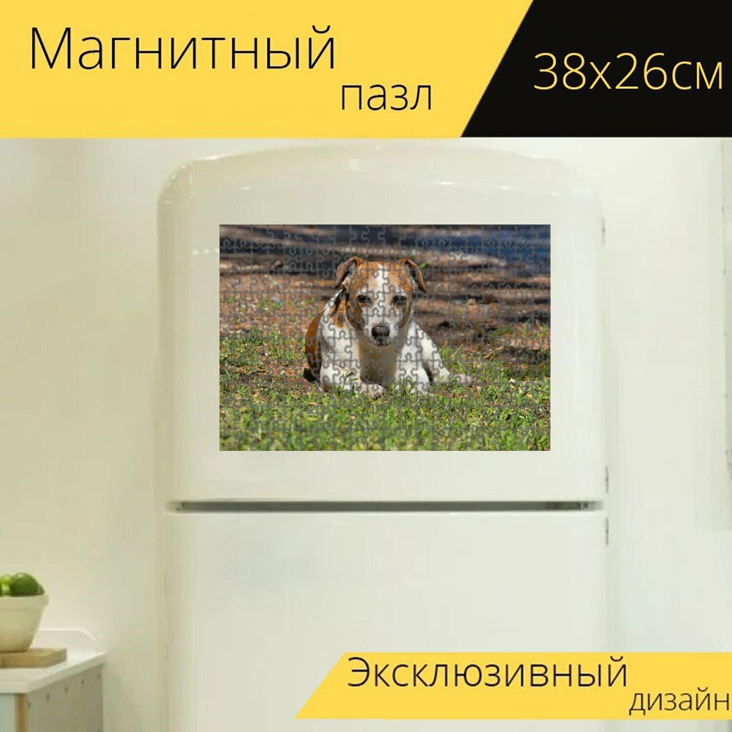 Магнитный пазл "Джек рассел, джек рассел терьер, собака" для интерьера, 38х26 см.