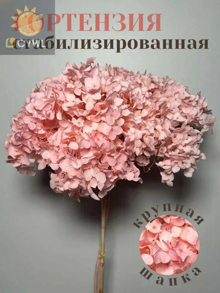 Стабилизированные цветы Гортензия, 55 см, 50 гр, 1 шт