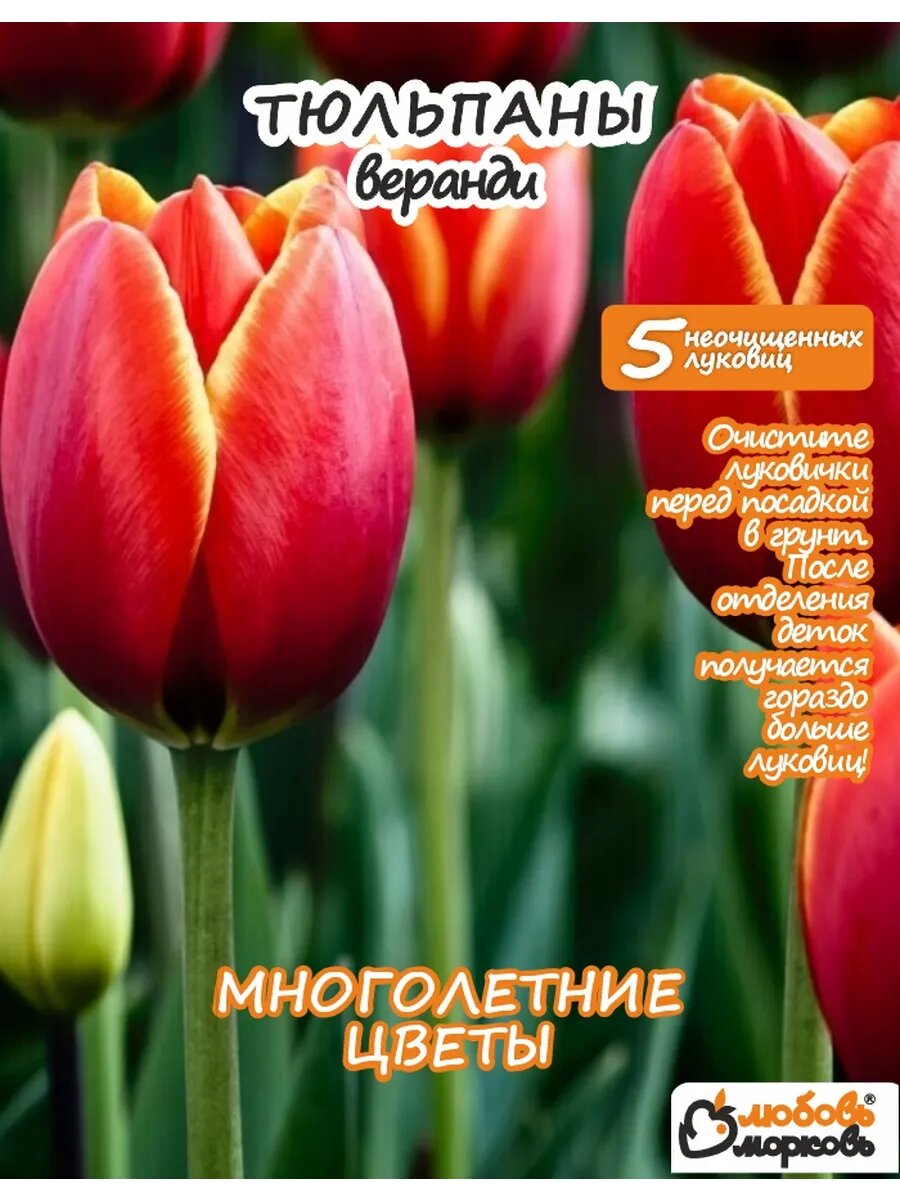 Тюльпан Луковица, Веранди, 5шт