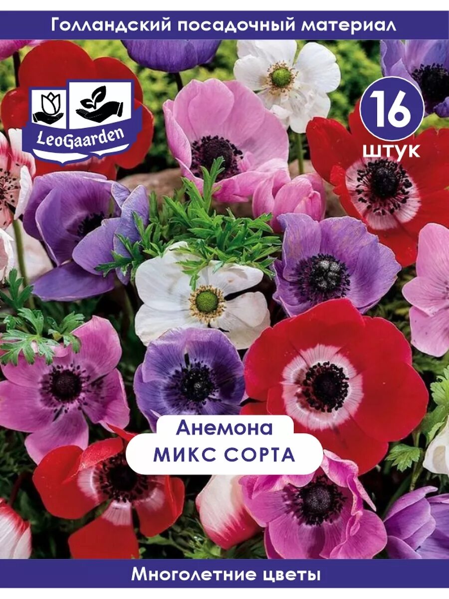 Анемона луковицы, микс сорта 16 шт