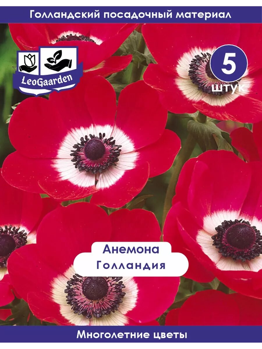 Анемона луковицы, Голландия 5 шт
