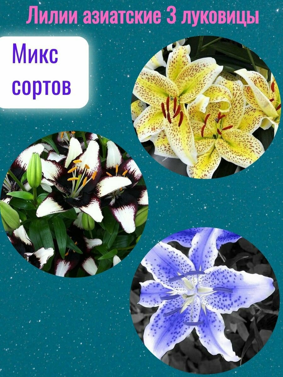 Лилия луковицы, многолетние цветы для посадки, микс 3 штуки