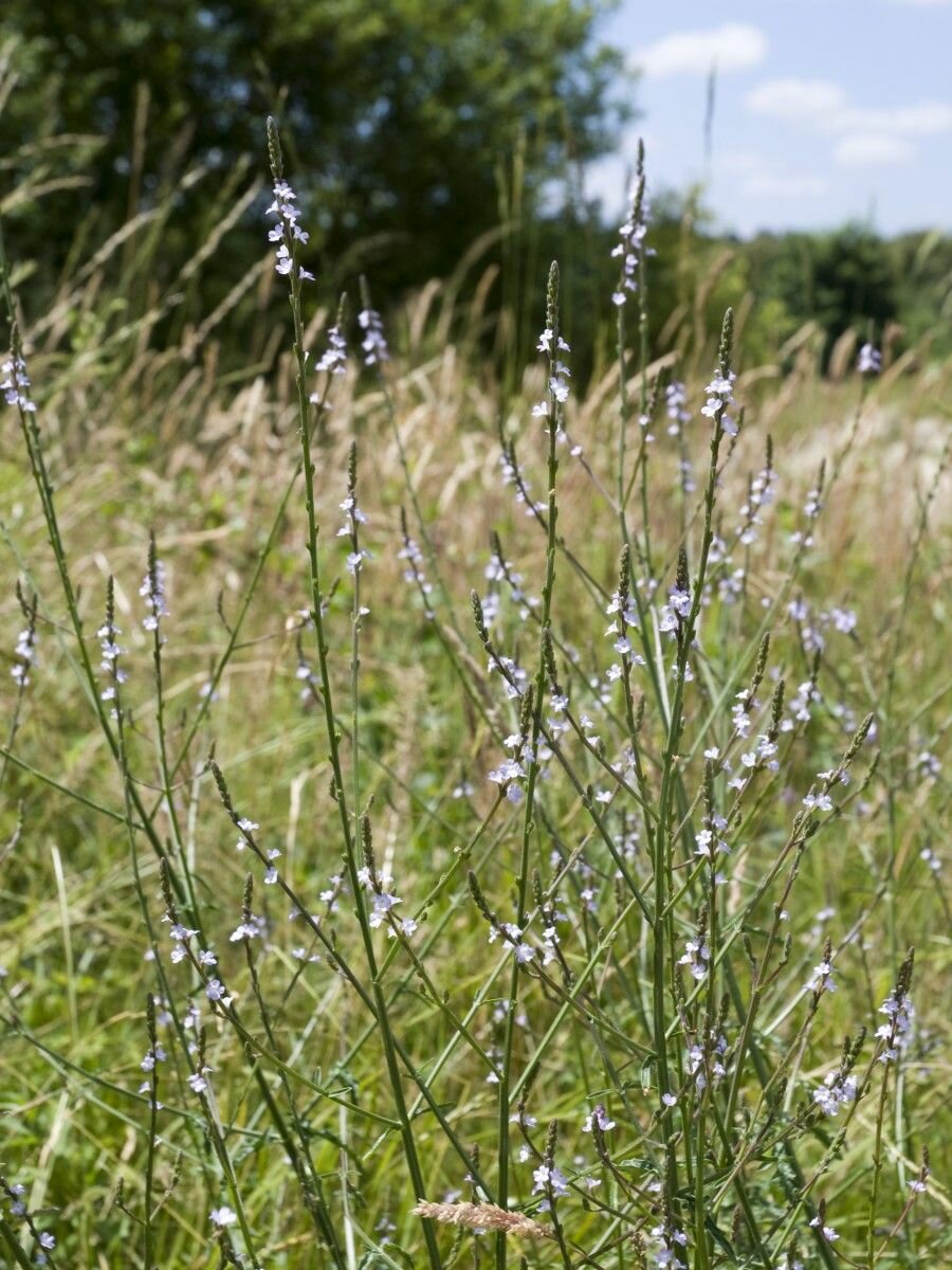 Семена Вербена лекарственная (Verbena officinalis), 25 штук