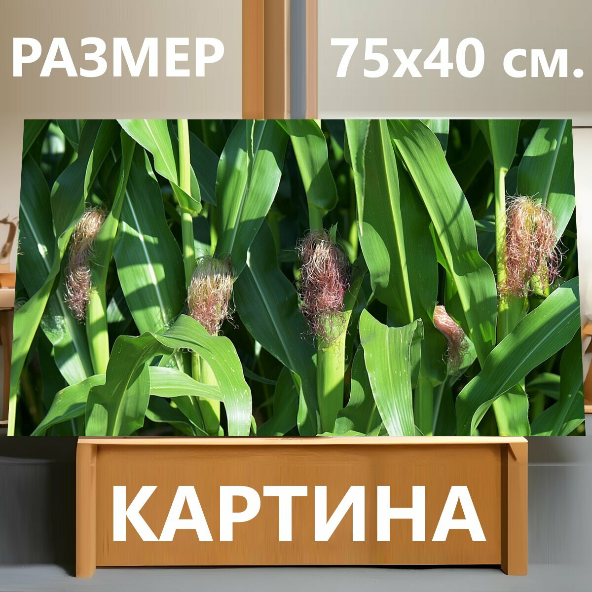 Картина на холсте "Кукуруза, кукуруз, растения" на подрамнике 75х40 см. для интерьера