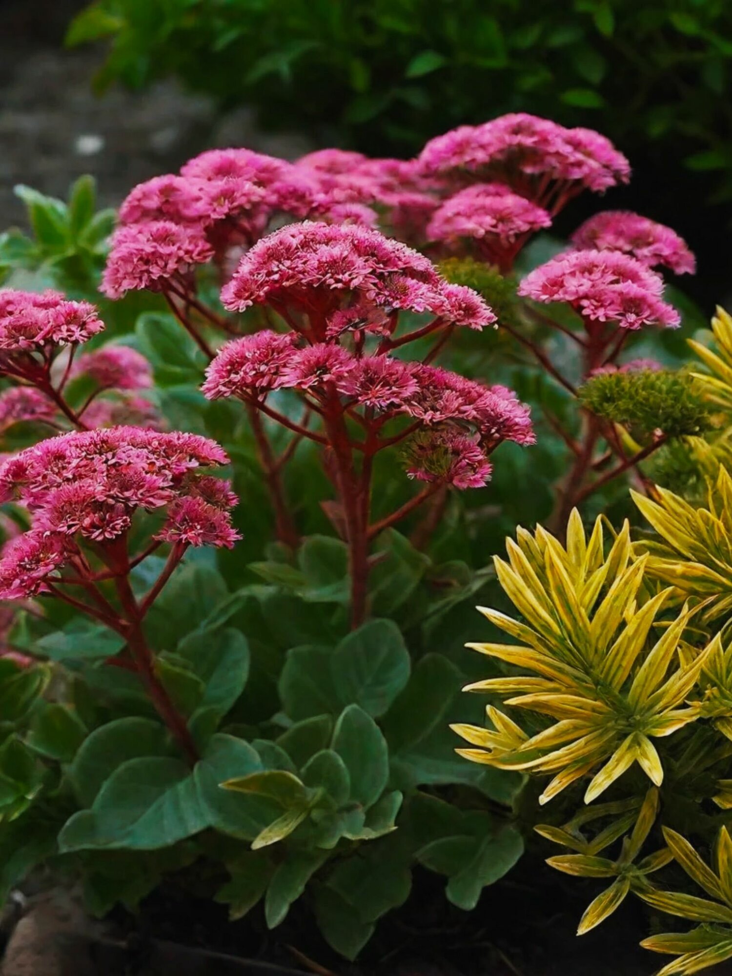 Очиток (седум) Карл Sedum Carl P9 0.5л саженец
