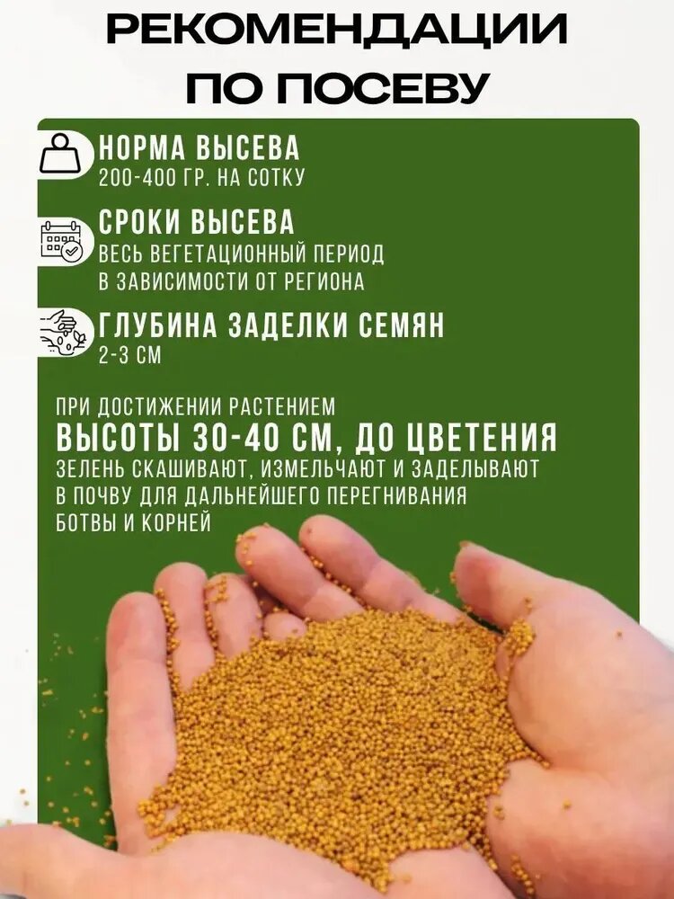 Горчица семена для посева / Сидерат — фото 1