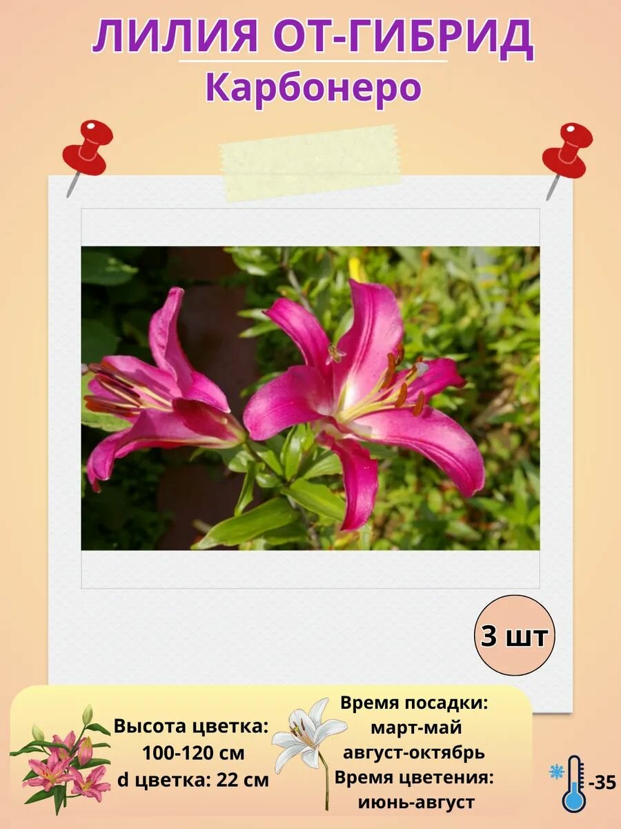 Лилия луковицы, многолетние цветы для посадки,3 штуки
