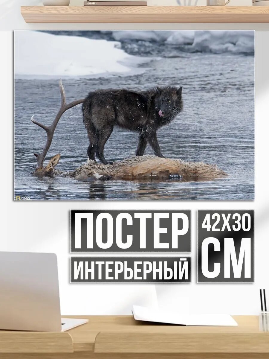 Плакат постер Волк на охоте