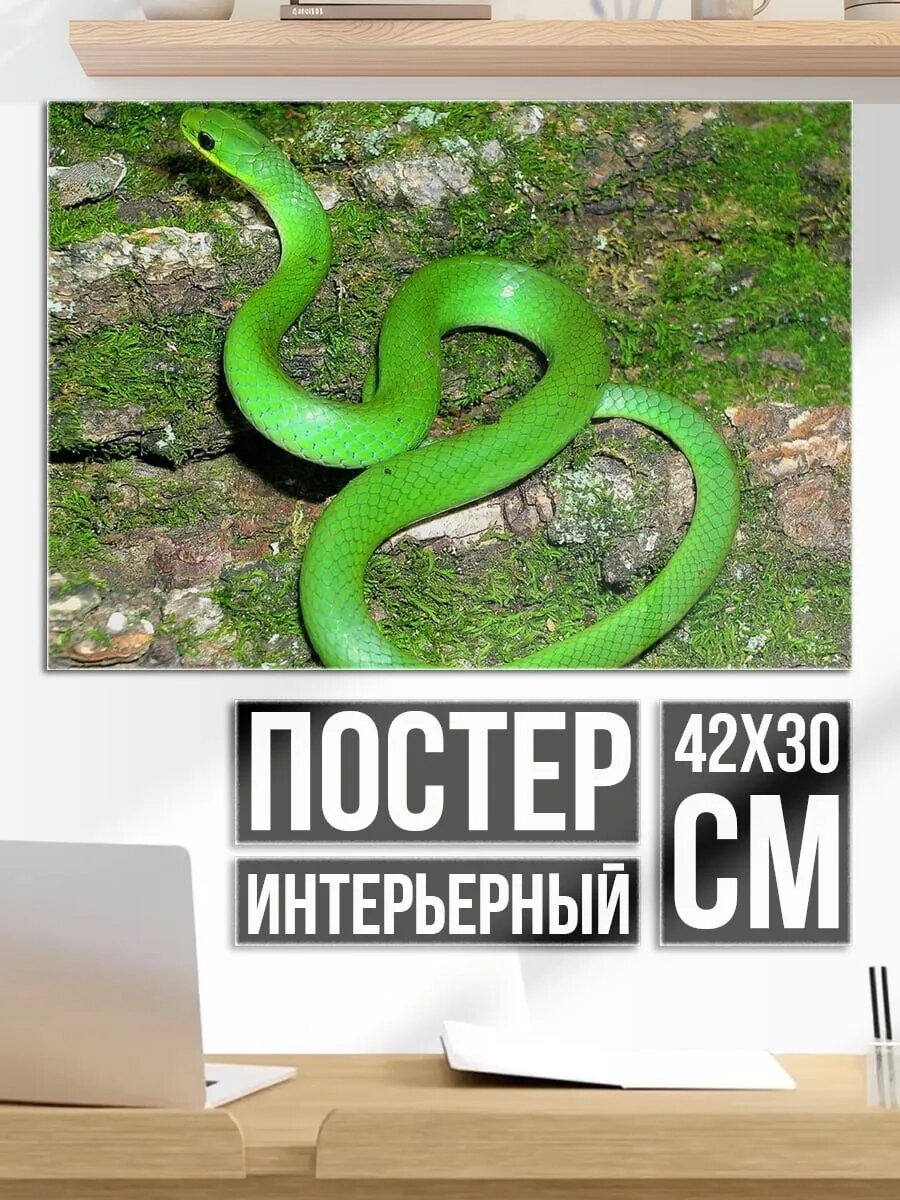 Плакат постер Зелёная змея