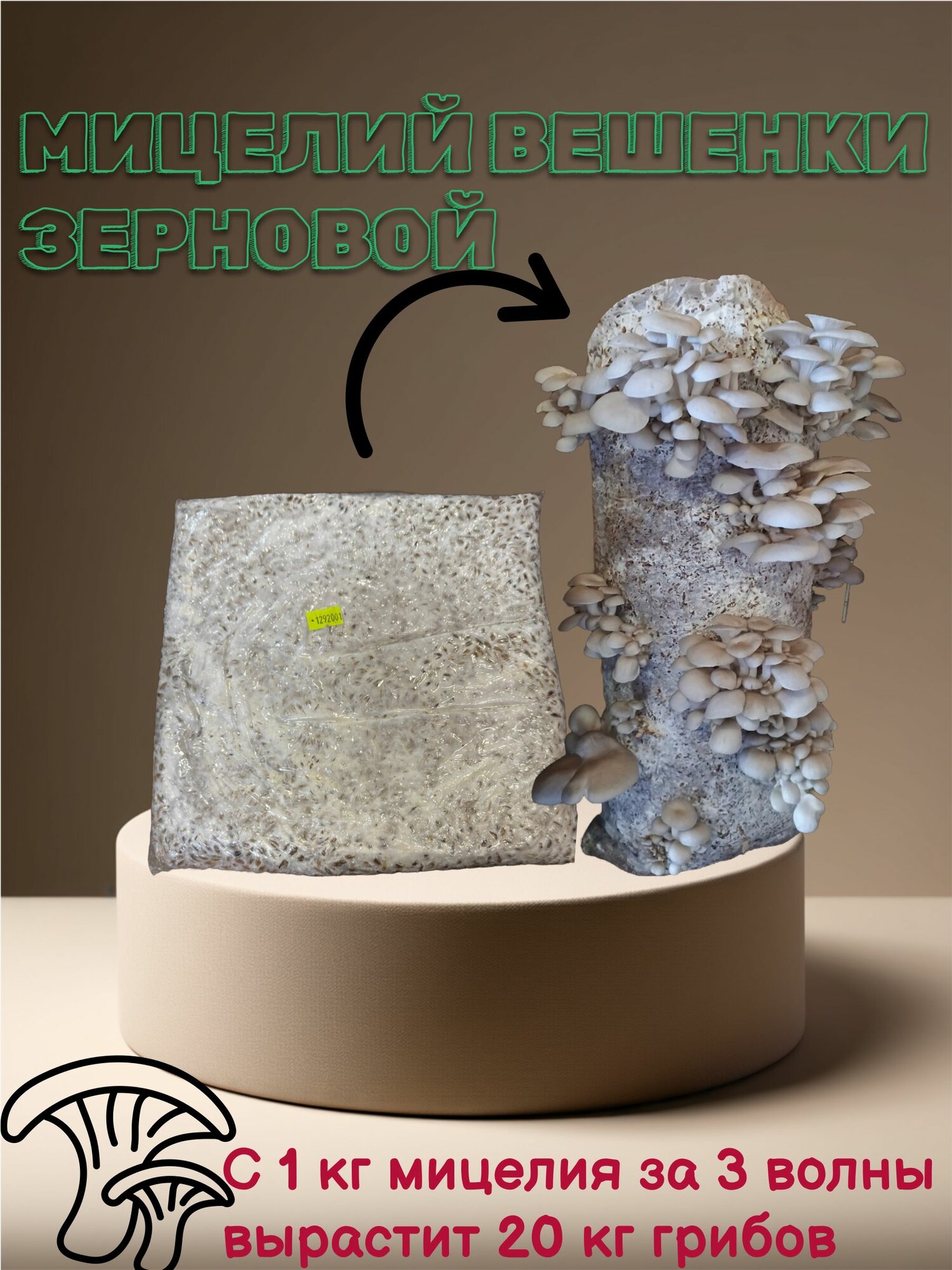 Мицелий грибов вешенка зерновой штамм Итальянец - 1 кг