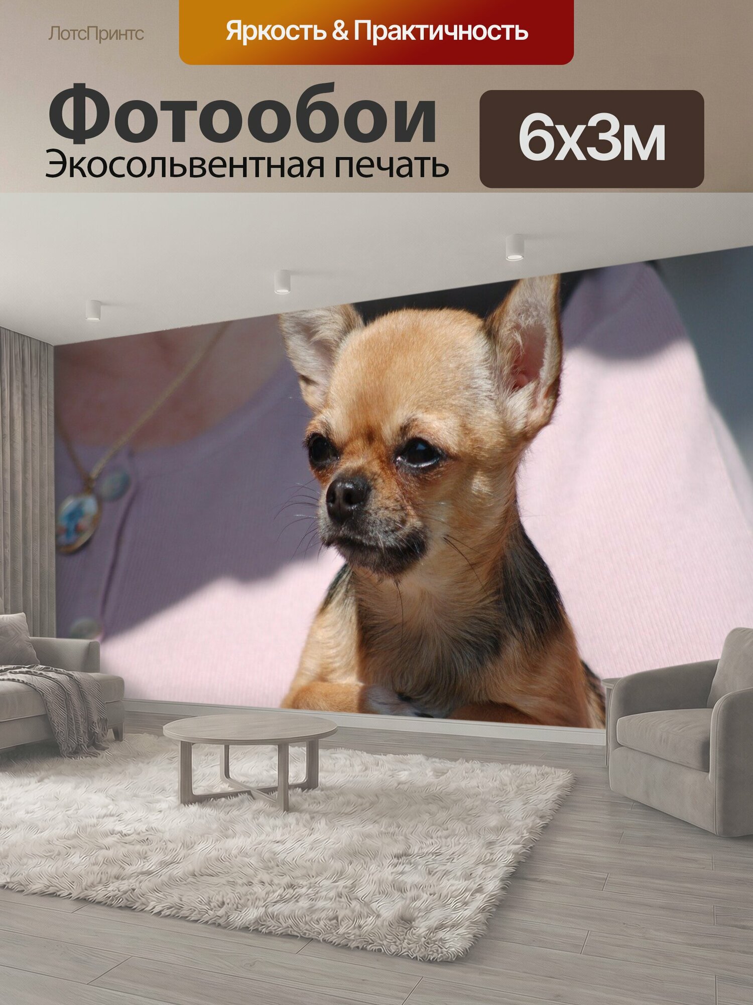 Фотообои "Чихуахуа, собачка, собаки" 600x300 см. экосольвентная печать