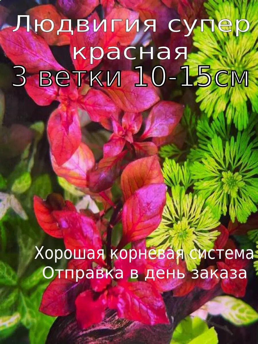 Людвигия Супер Красная - Ludwigia sp Super Red (3 ветки 10-15см)