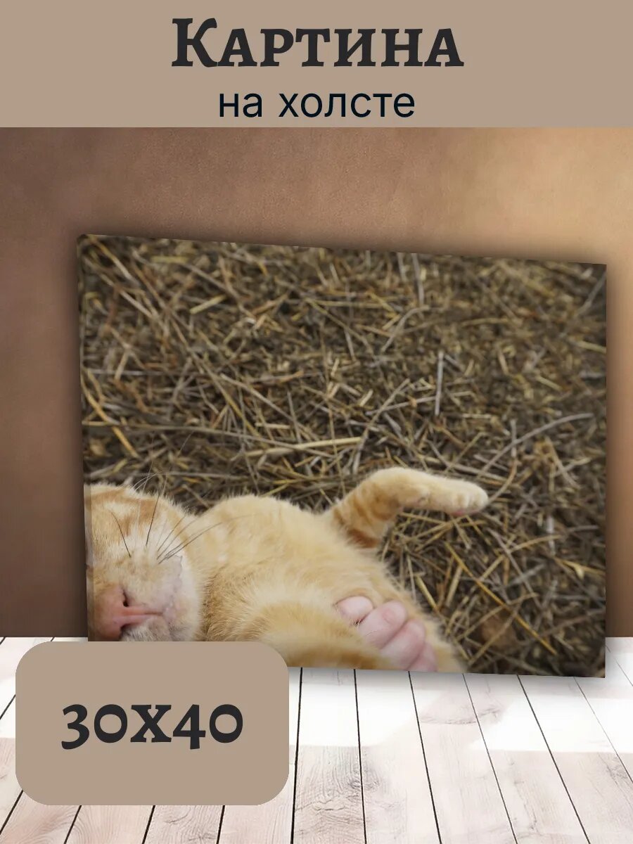 Картина Кот Кошка Cat 30x40 спящий рыжий котенок на соломе