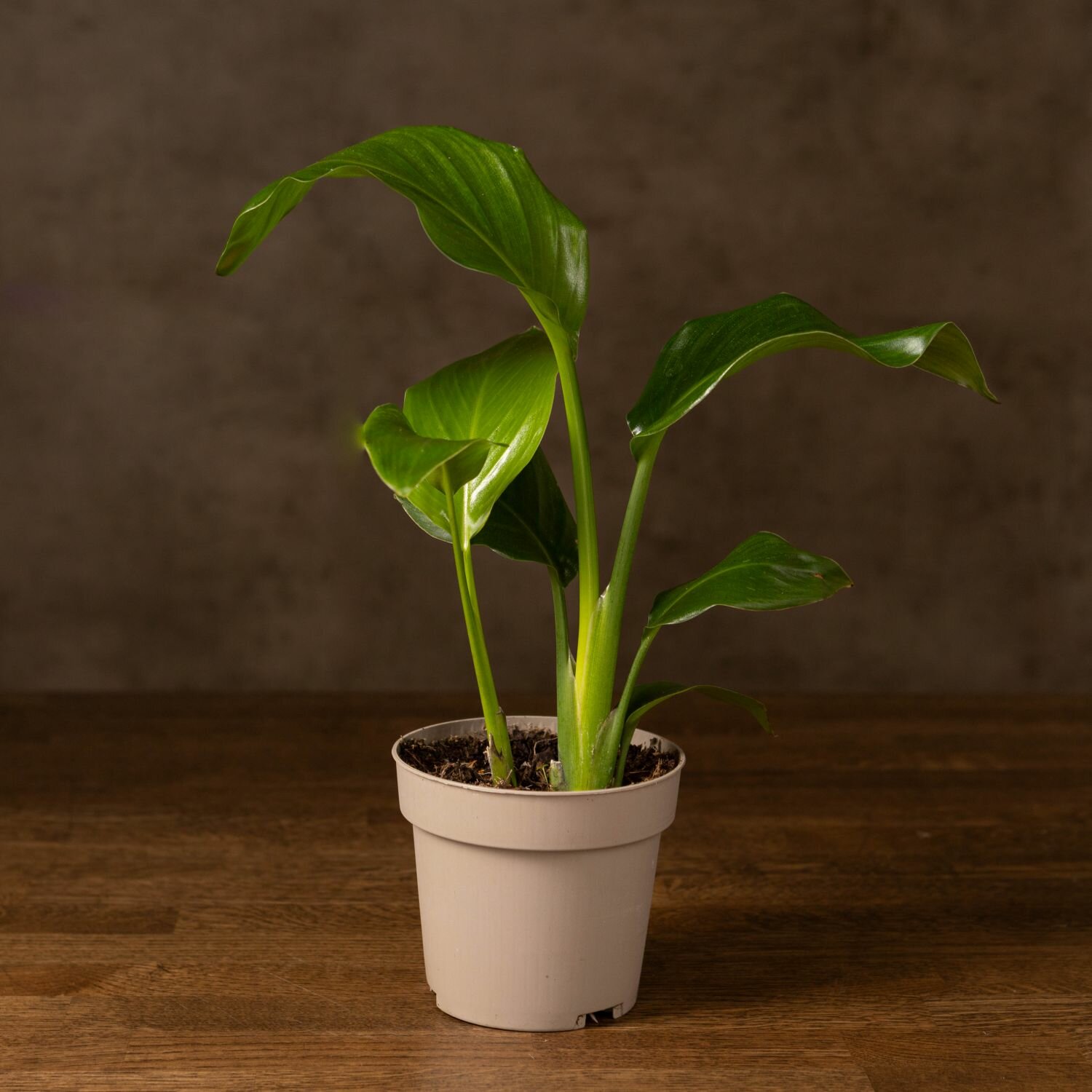 Стрелиция 35/12