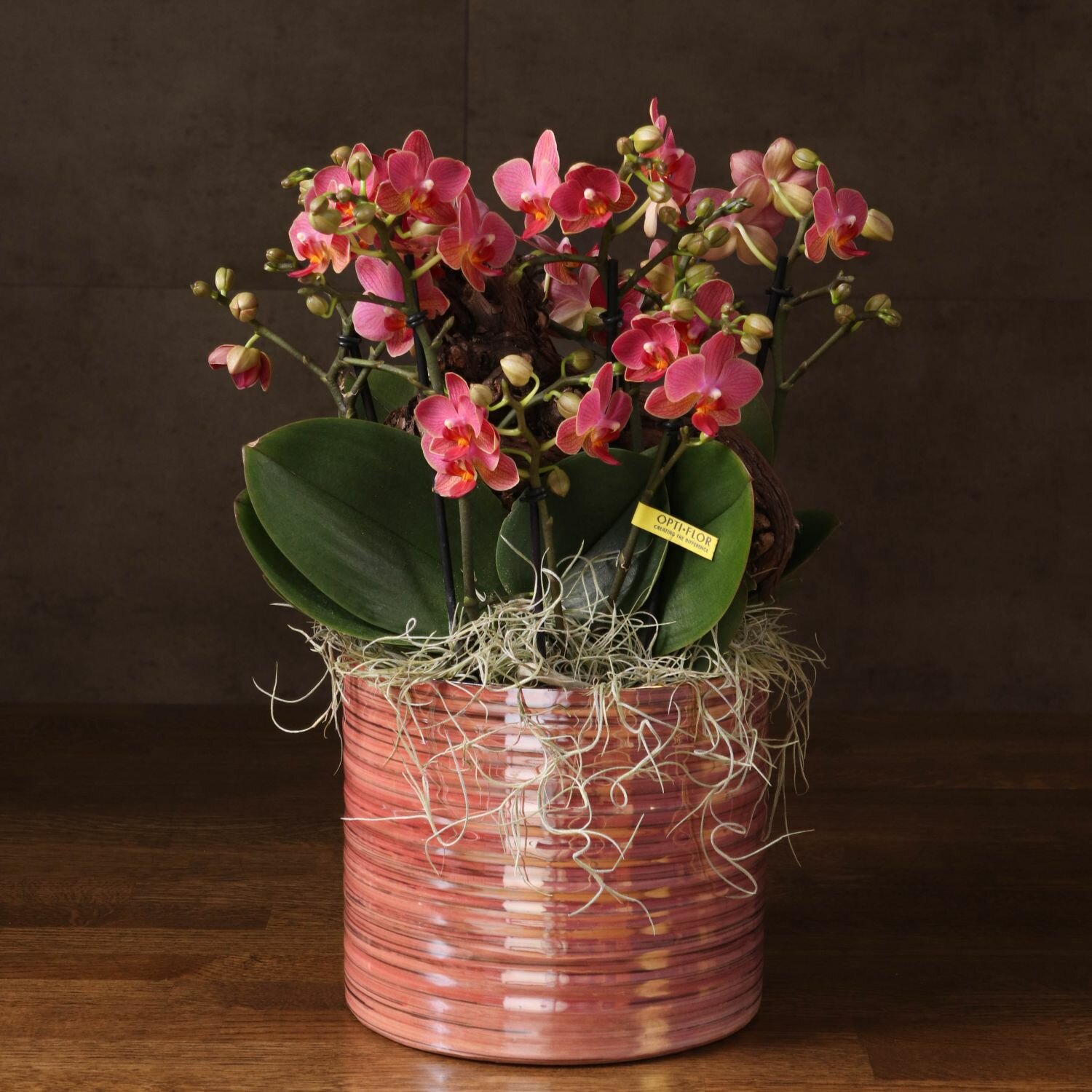 Орхидея Фаленопсис Boguetto Дасти Бэлль в перламутровом кашпо 40/19