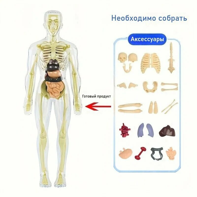 Игрушки для раннего образования, детская сборная модель, анатомия человека, висцеральная структура, скелет, развивающие игрушки