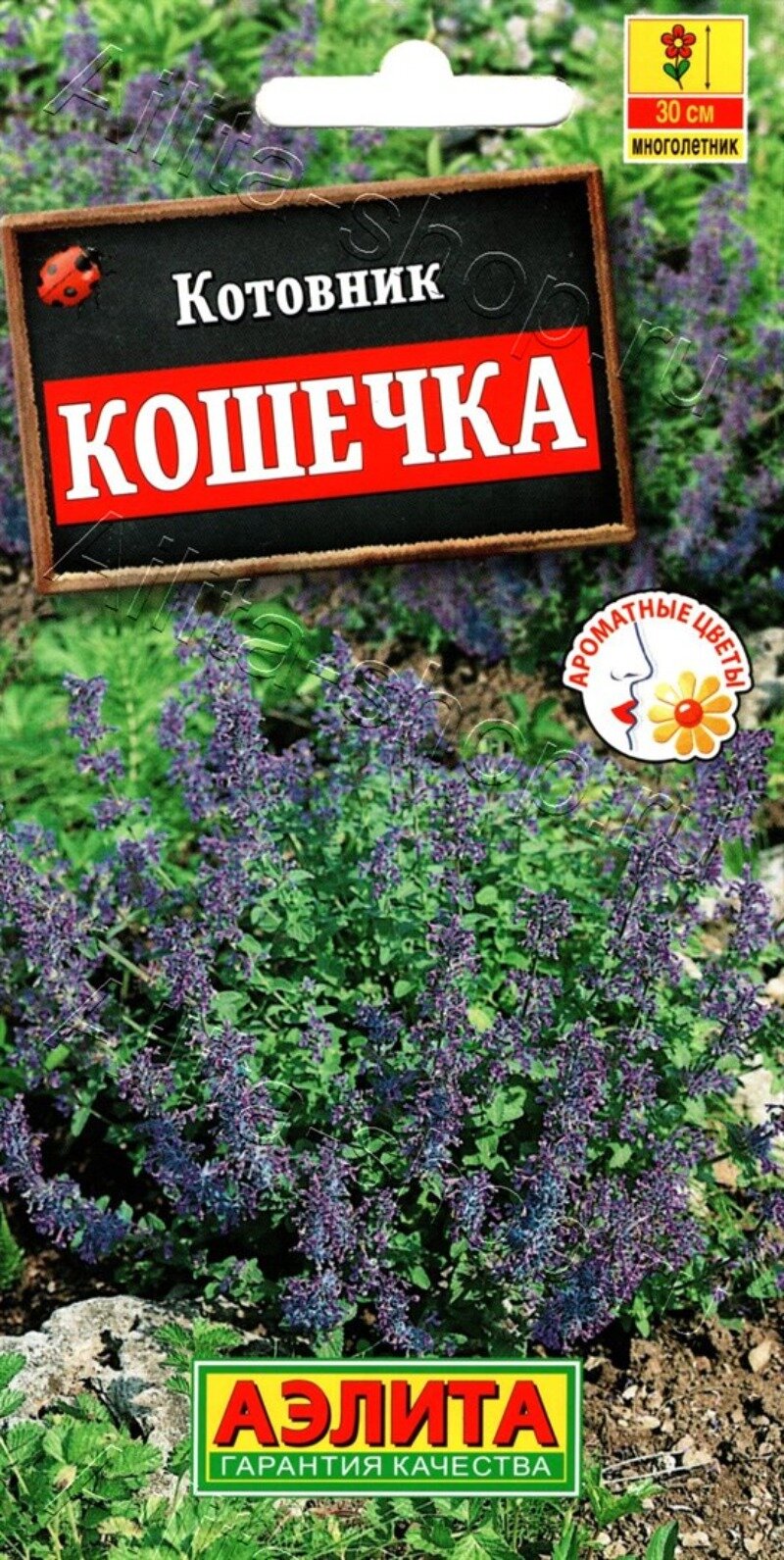 Семена Котовник Кошечка (0,2 г), Агрофирма Аэлита, многолетник