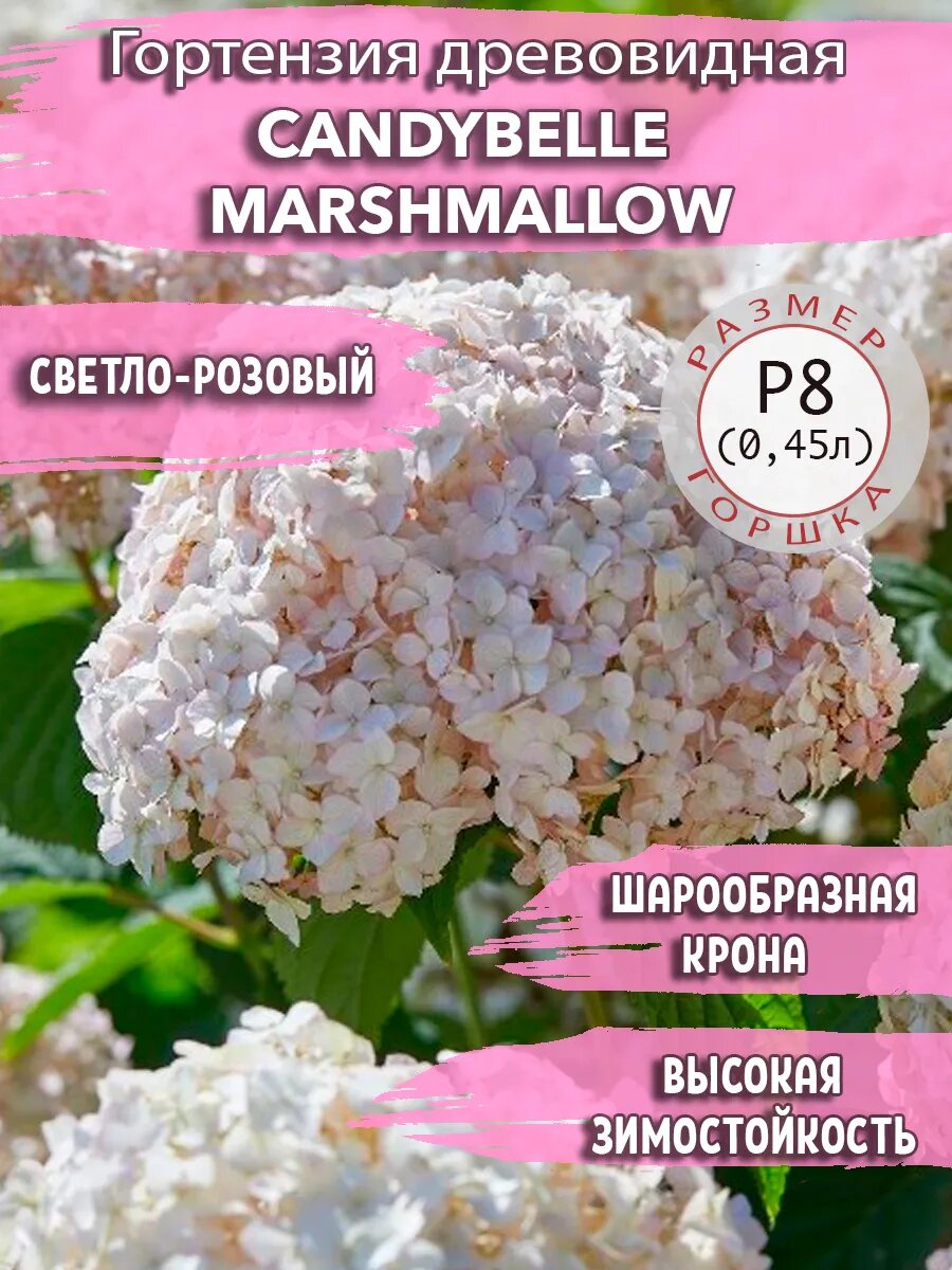 Гортензия древовидная Candybelle Marshmallow