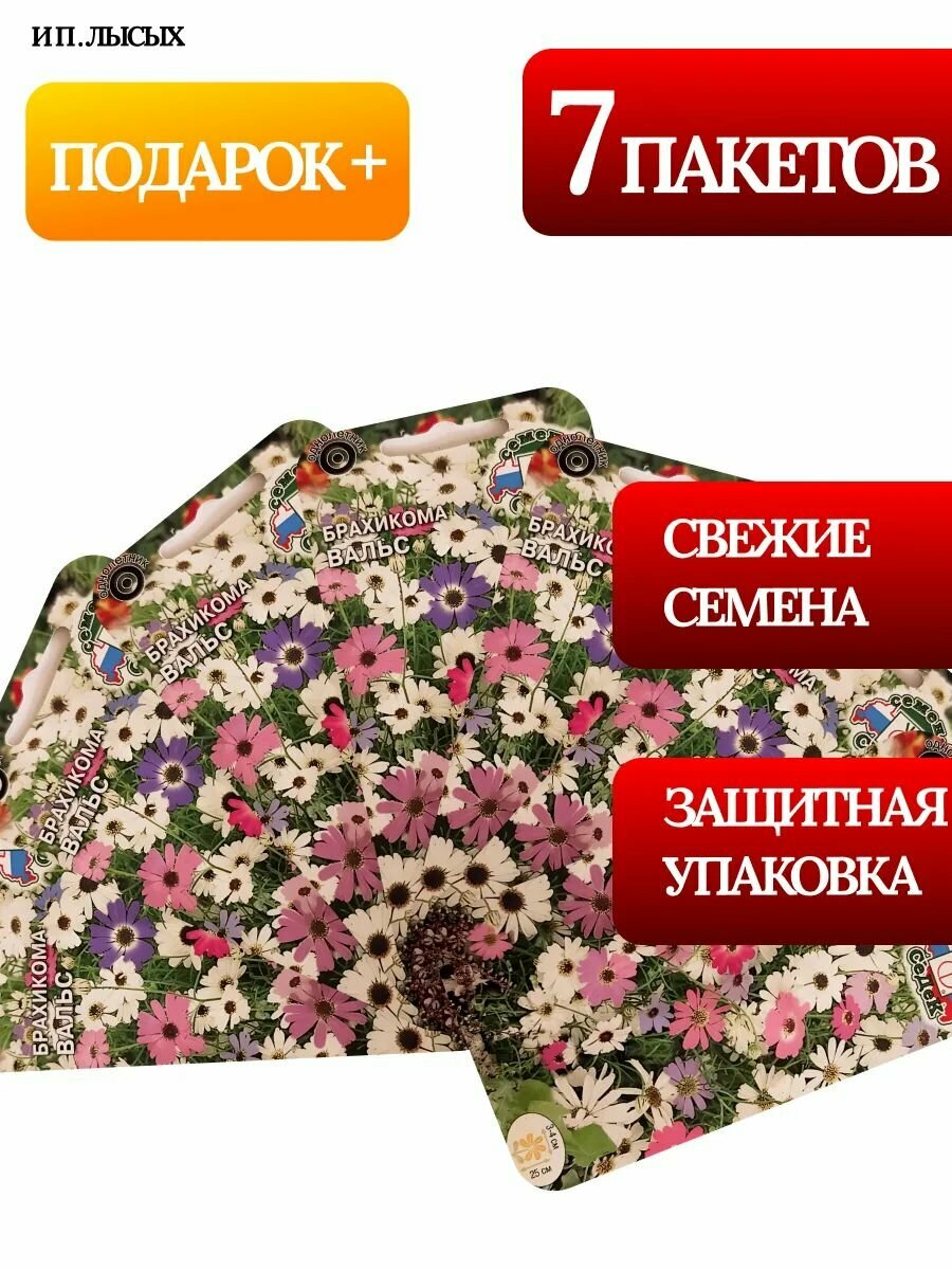 Семена Брахикома "Вальс"