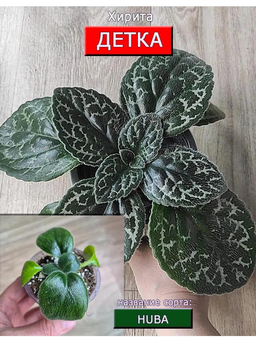Примулина (хирита) сорт sinensis Huba детка