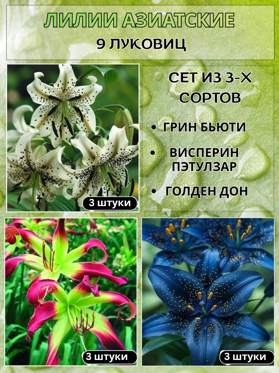 Лилии азиатские, сет из 3-х сортов, луковицы 9 штук