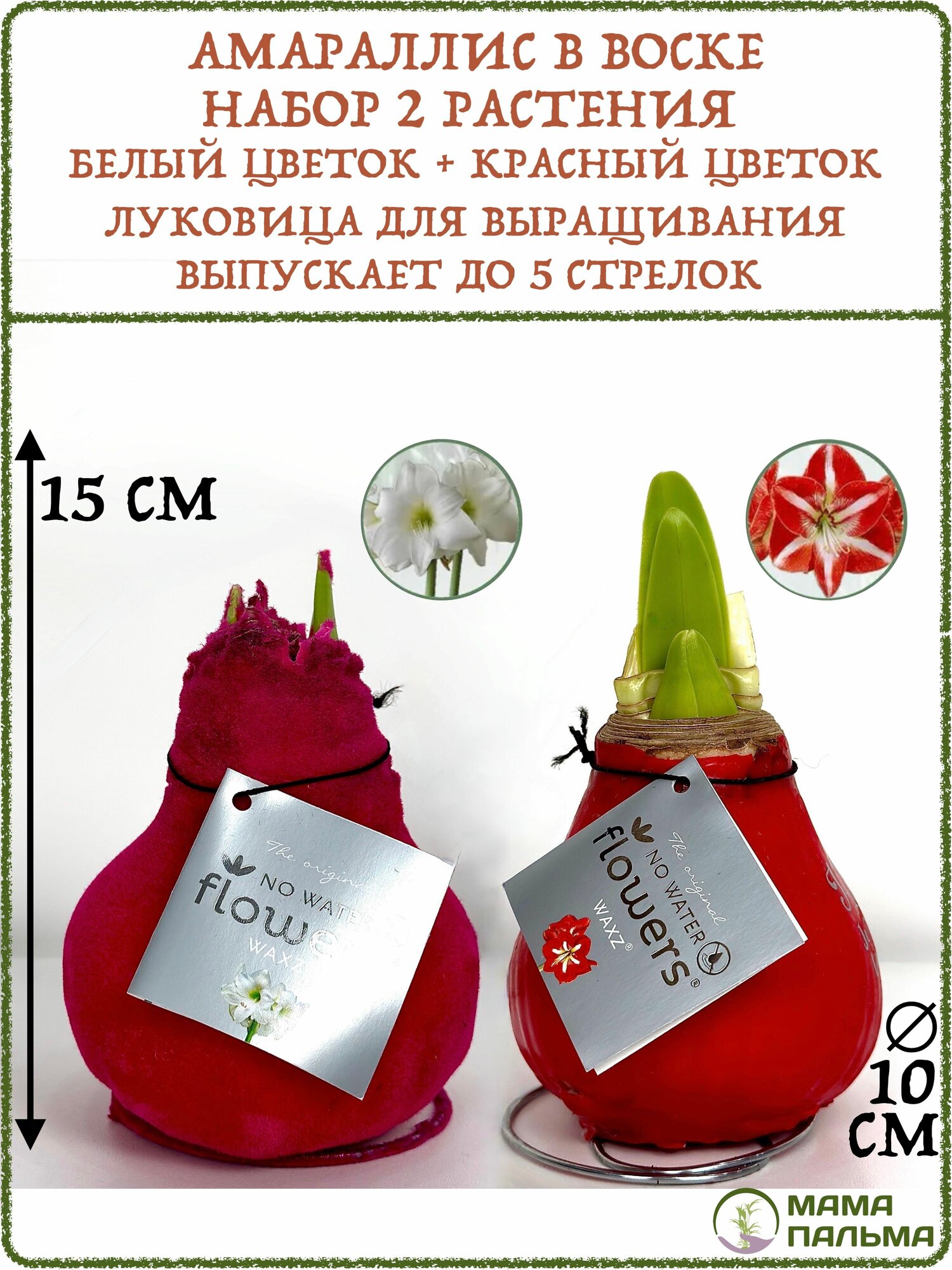 Набор 2 растения Амариллис в прополисе луковицы с красным цветком и с белым цветком (до 5 стрелок из луковицы)