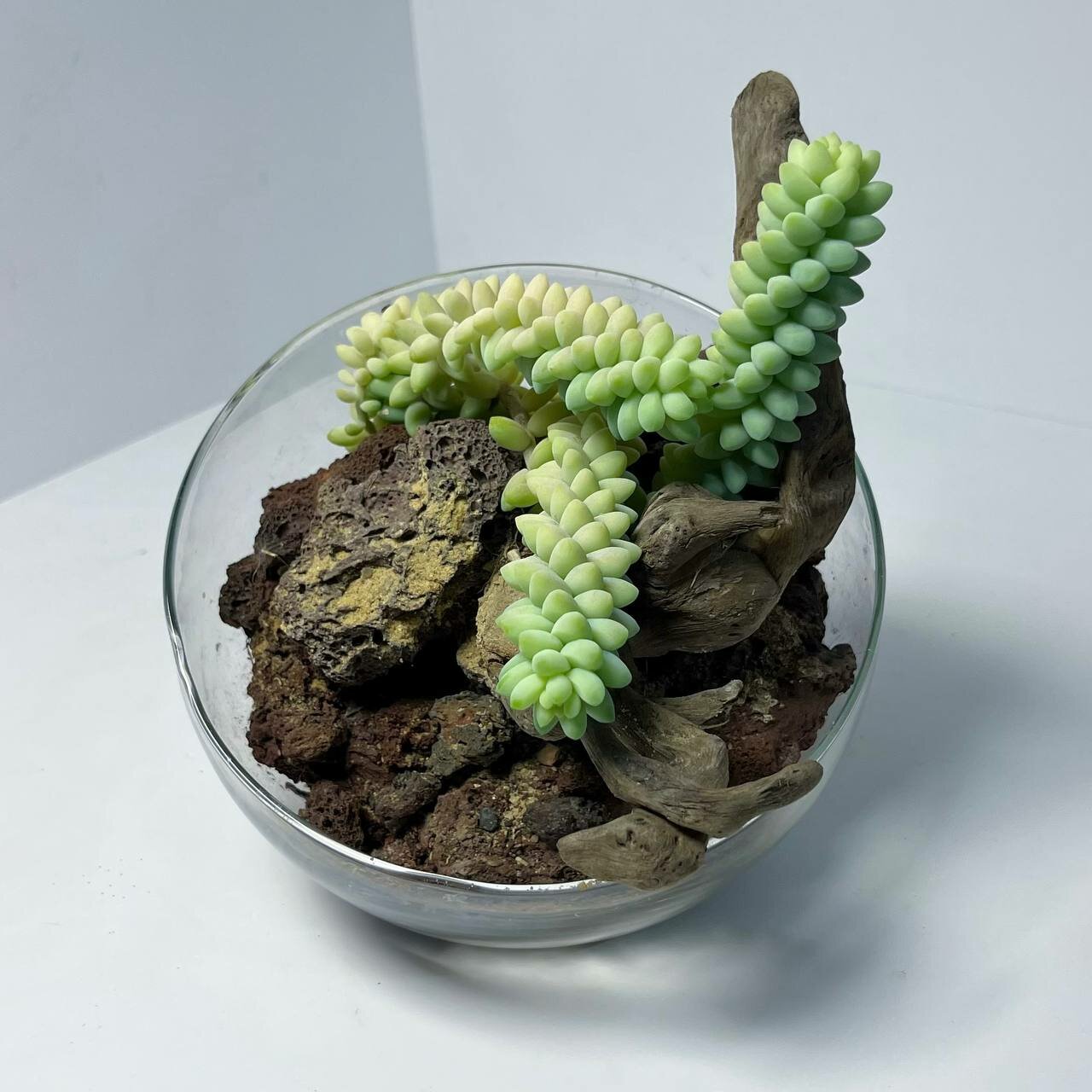 Флорариум с неприхотливыми суккулентами седум буррито в стекланной вазе с натуральными декоративными корягами и камнями