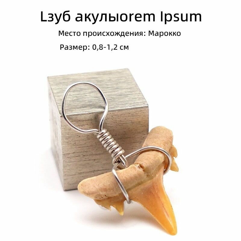 2025Ископаемый зуб акулы из мелового периода Марокко, размер 0,8-1,5 см.