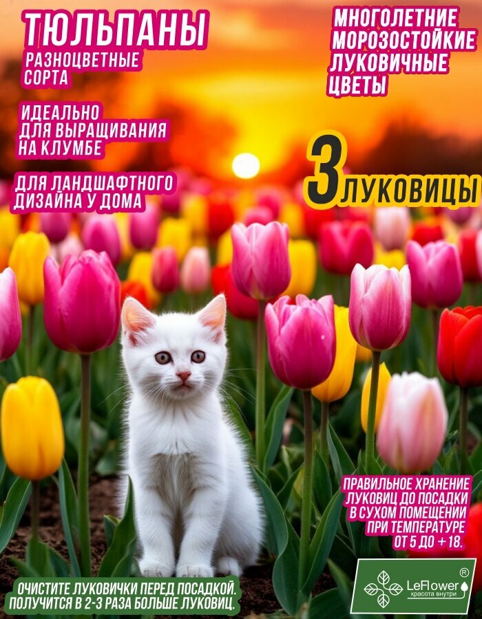 Тюльпан Луковица, Микс сортов 3 шт, неочищенные