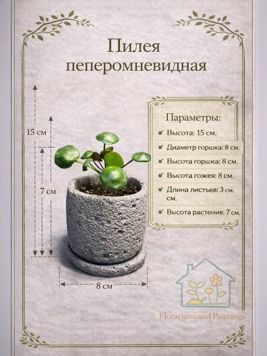 Комнатное растение Пилея Пеперомиевидная черенок (Pilea peperomioides )горшок в комплектации есть