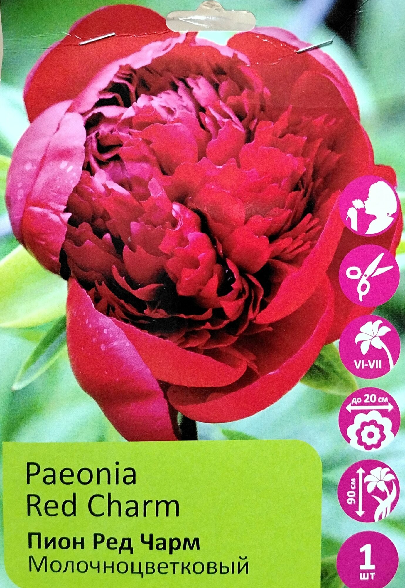 "Пион Ред Чарм" Молочноцветковый Корневище