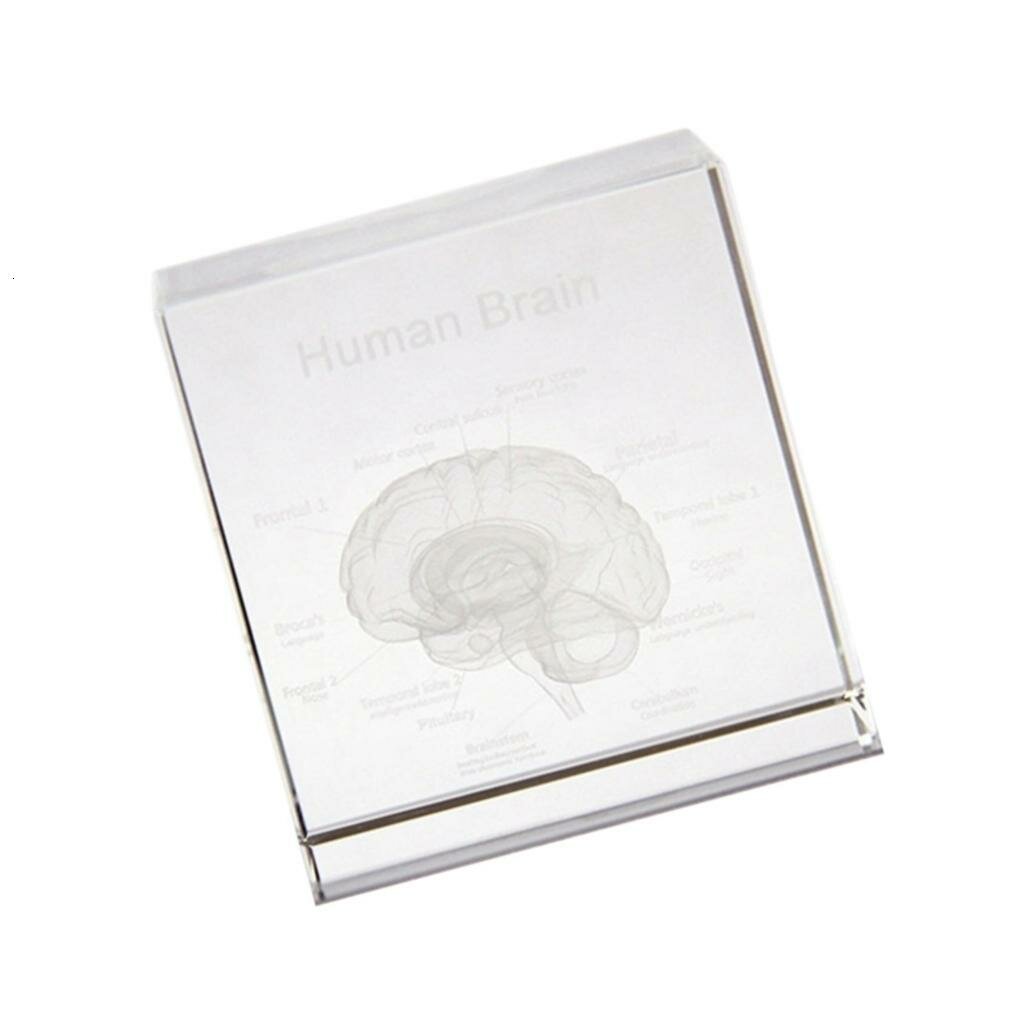 Анатомическая модель головы человека из кристалла, монокристалл