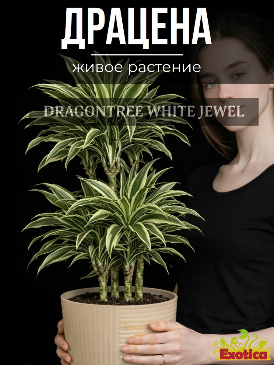 Драцена Фрагранс Вайт Джевел (Dracaena Dragontree White Jewel) D6см, домашнее растение