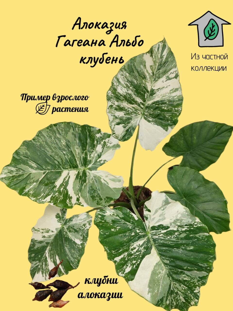 Алоказия Гагеана Альбо вариегатная / клубень