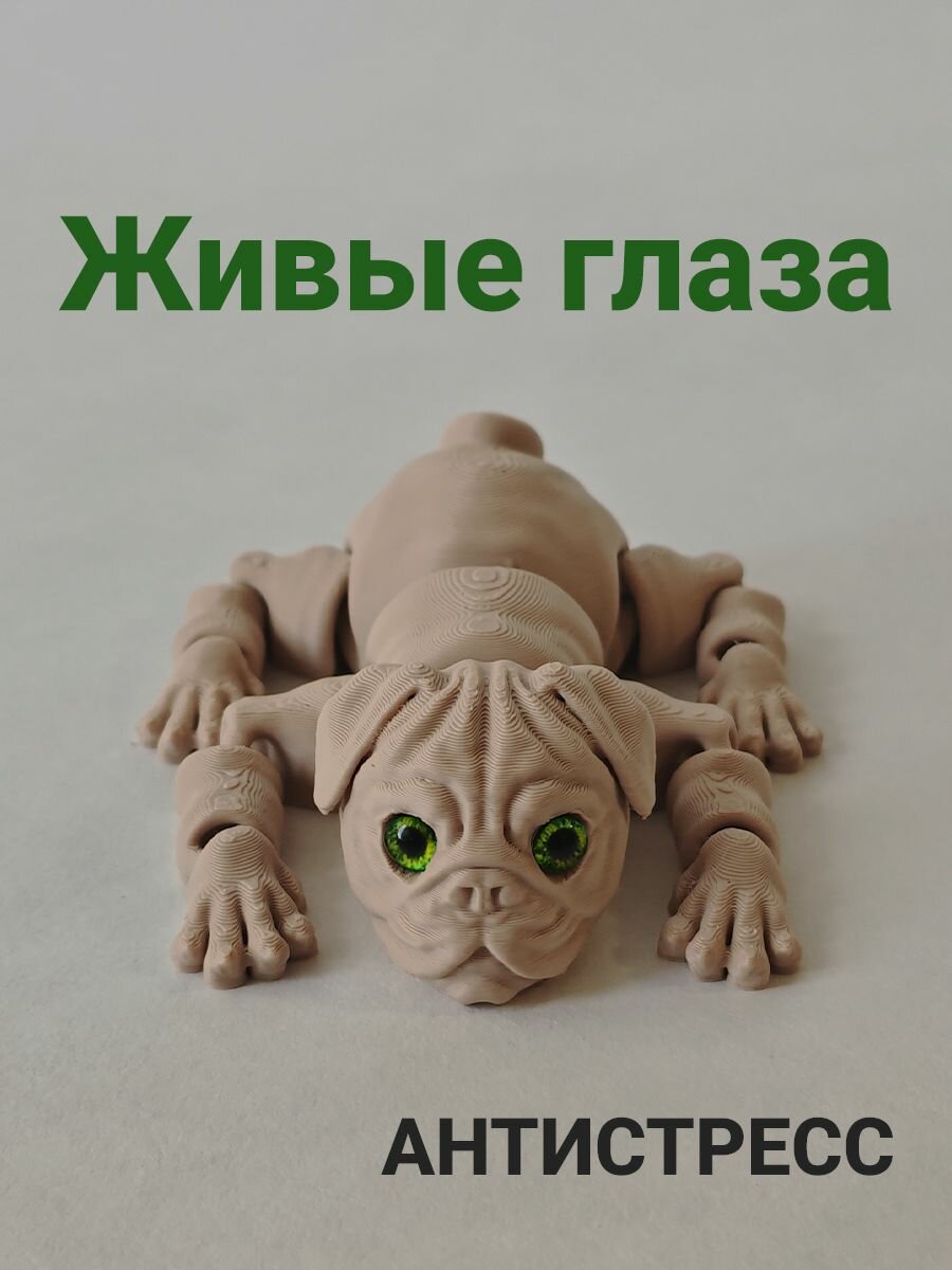 Мопс подвижный — фото 1