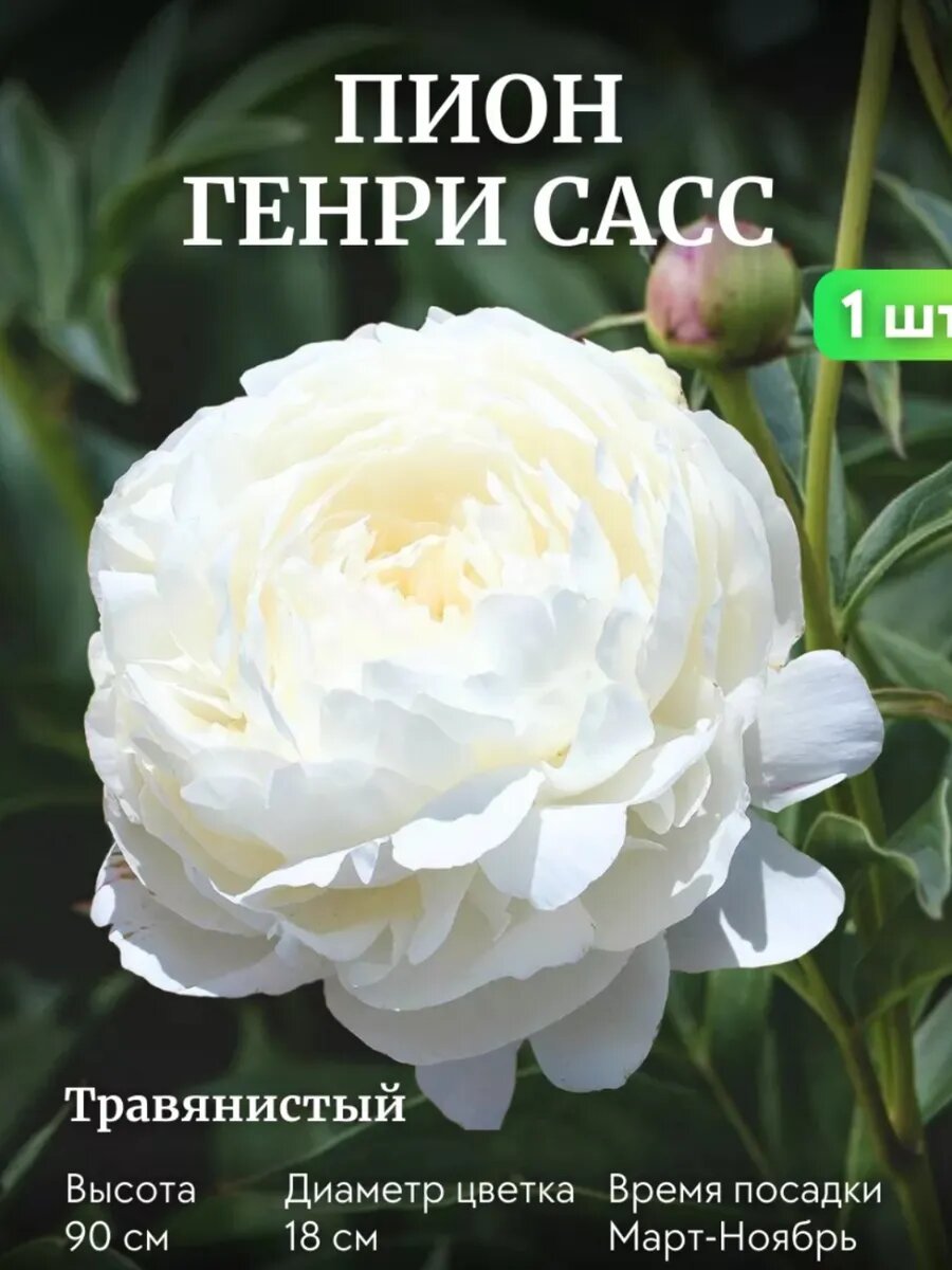 Многолетний пион Генри сасс