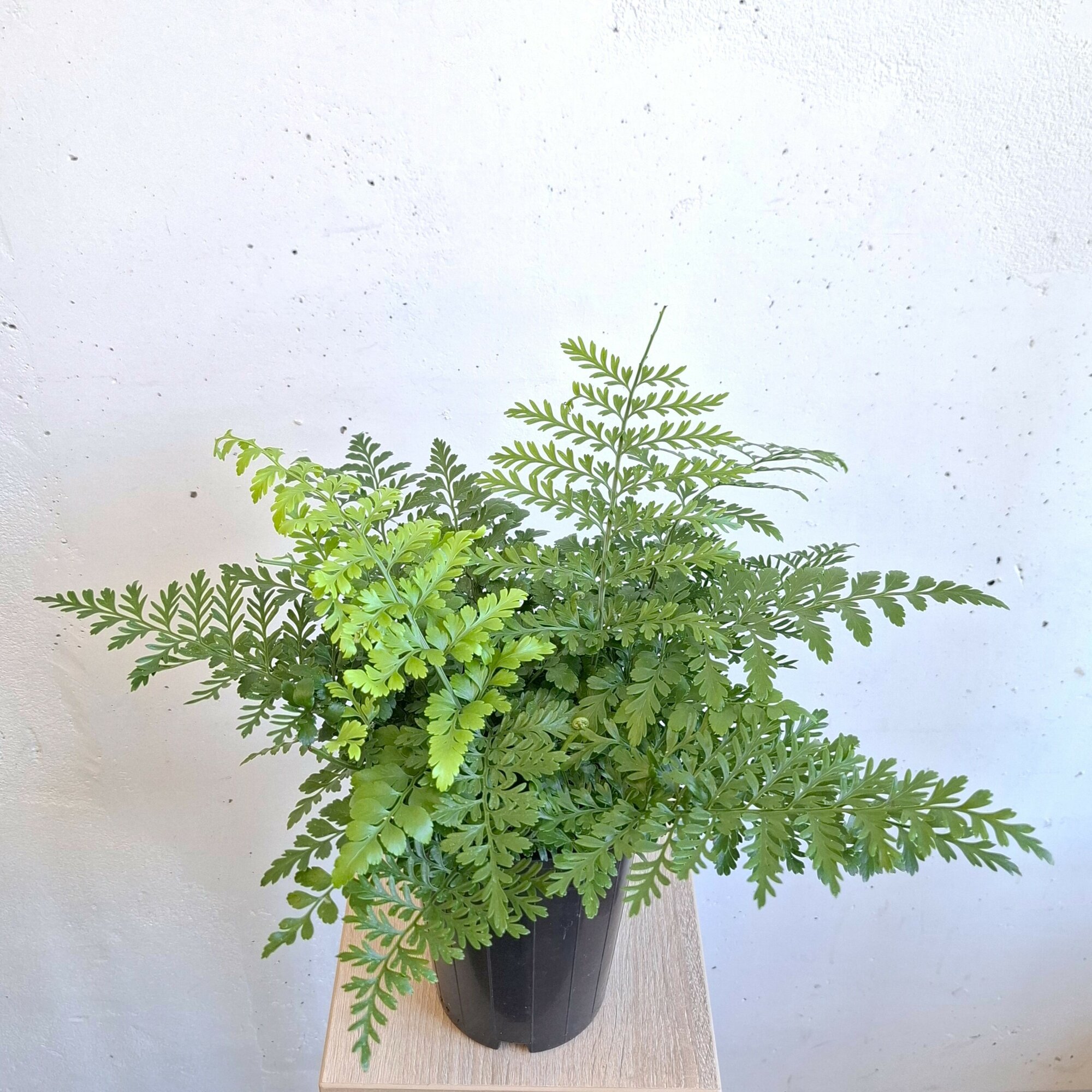 Асплениум Парвати д.13 см (Папоротник, Asplenium dimorphum Parvati) — фото 1