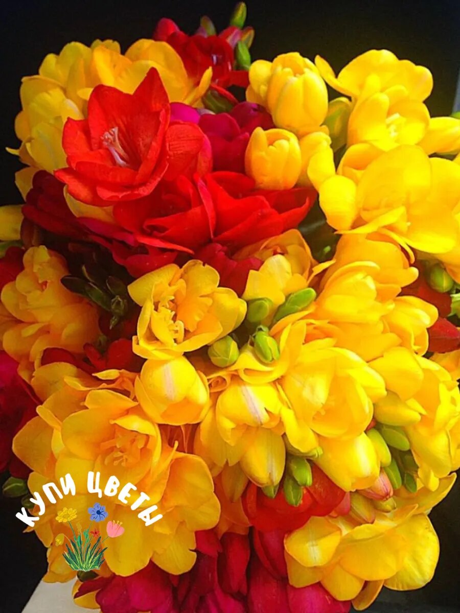 Луковицы цветов, Купи Цветы, Фрезии RED AND YELLOW MIX (5 луковиц)