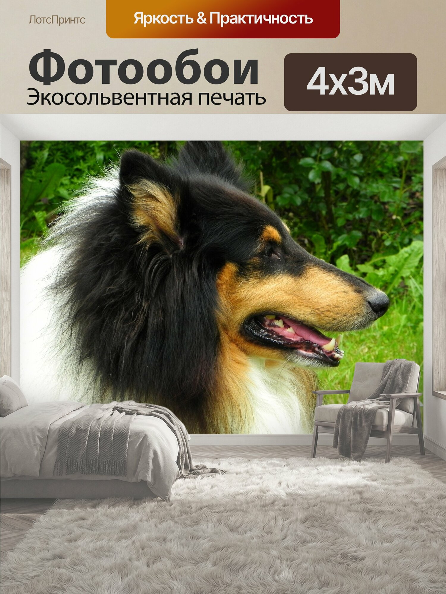Фотообои "Колли триколор, собака, животное" 400x300 см. экосольвентная печать