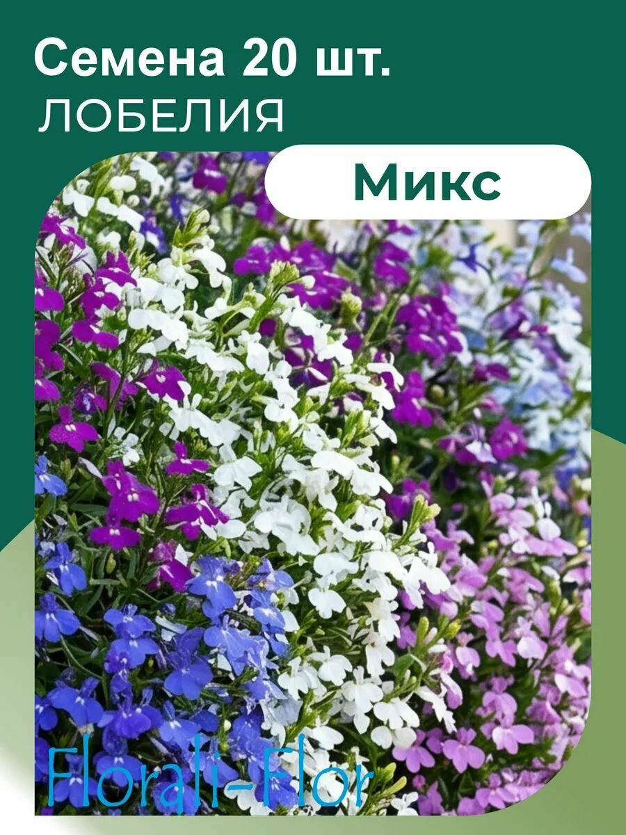 Лобелия Семена