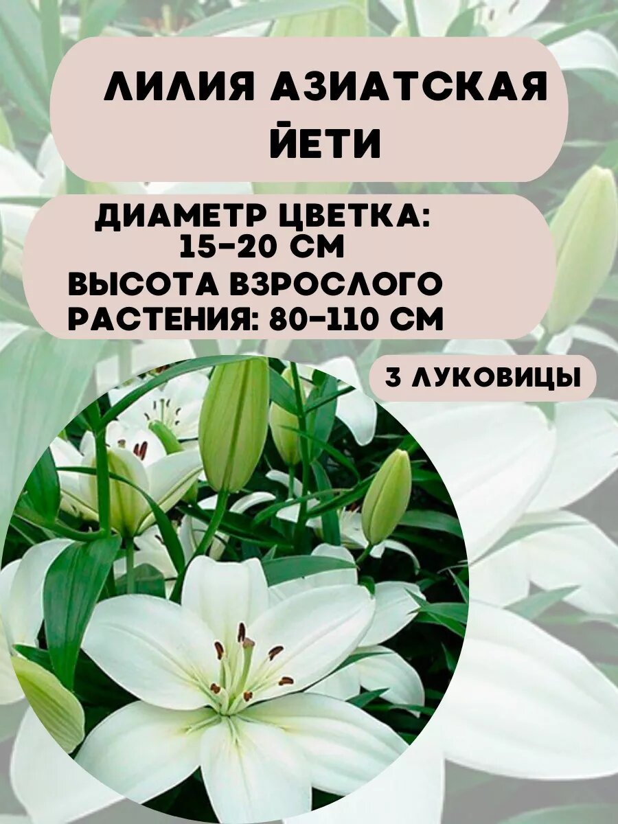 Азиатские лилии/Луковицы лилий