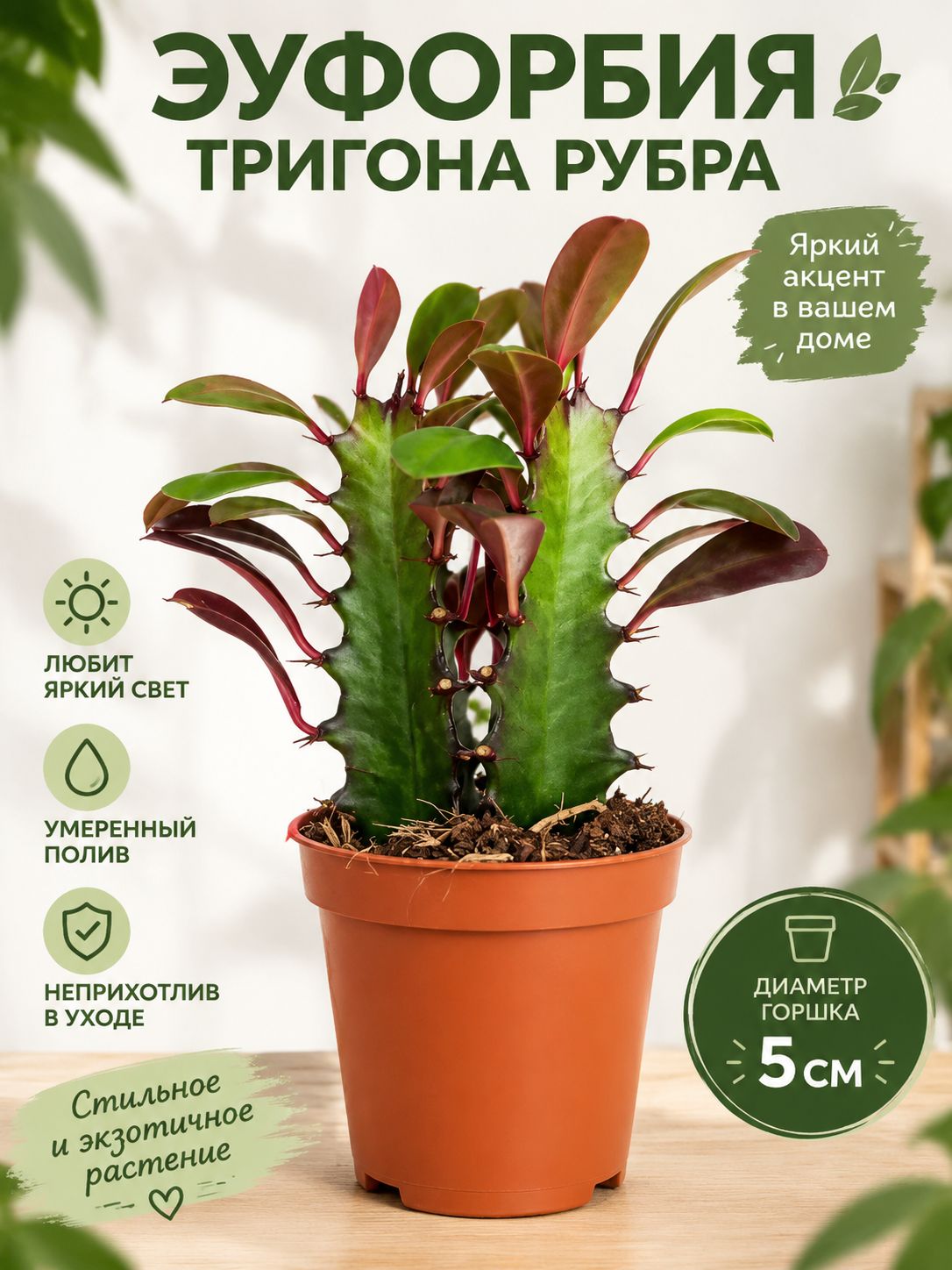 (Молочай) Euphorbia Trigona, живое растение. D-5, живое растение