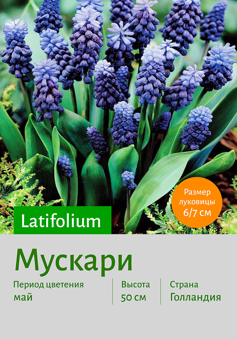 Мускари латифолиум (latifolium). Луковицы, 50 шт. Сотка.