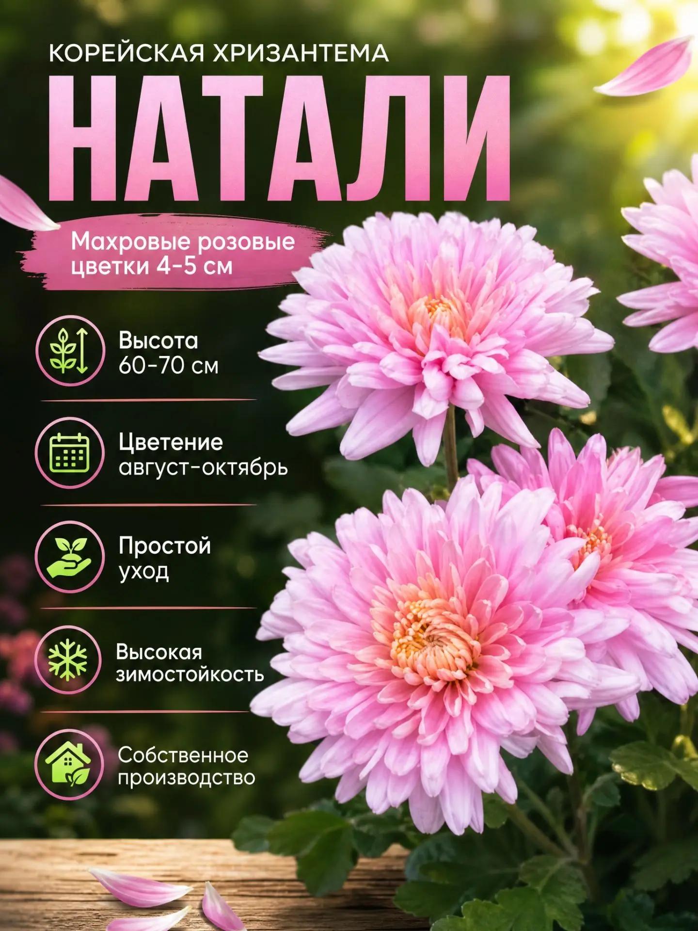Хризантема корейская Натали