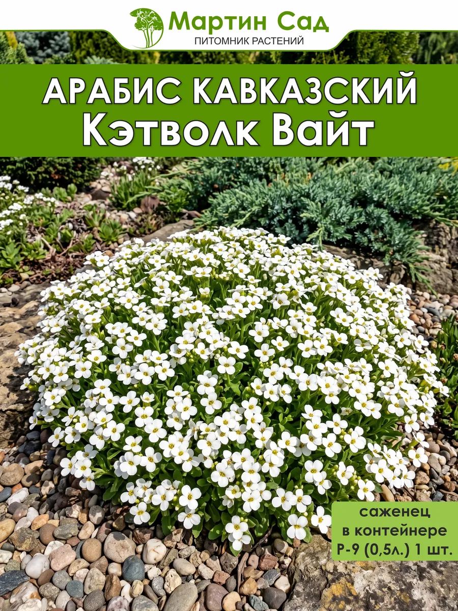 Арабис кавказский Кэтволк Вайт Р-9
