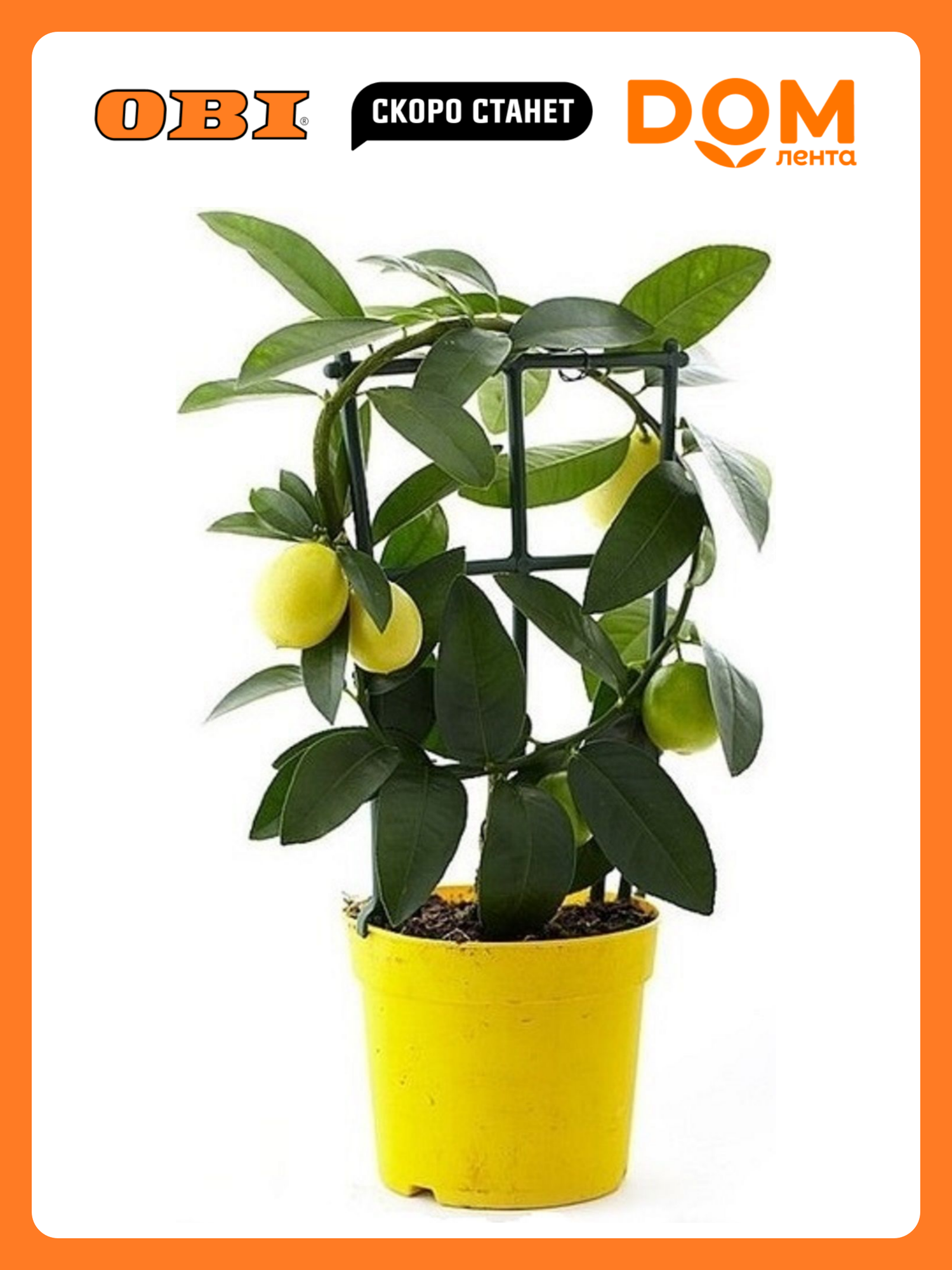 Растение FLORA GROUP Цитрофортунела Лимон, высота 30см, горшок 12см